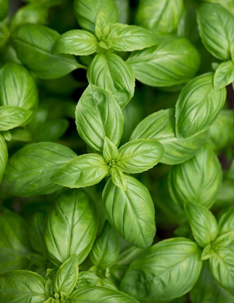 Basil Leaves Market Size to Grow by USD 364.3 Million from 2023 to 2028 ...